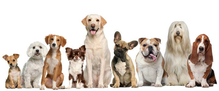 dog-row - Protectora Do Morrazo