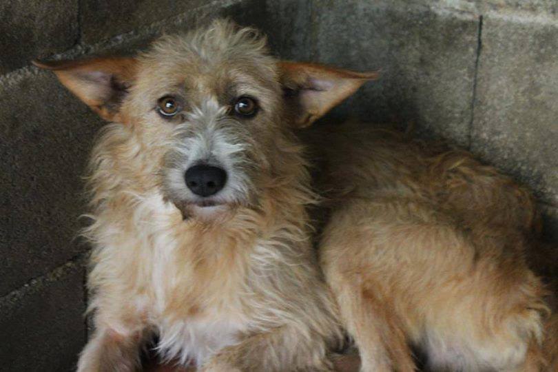 Fito - Protectora Do Morrazo